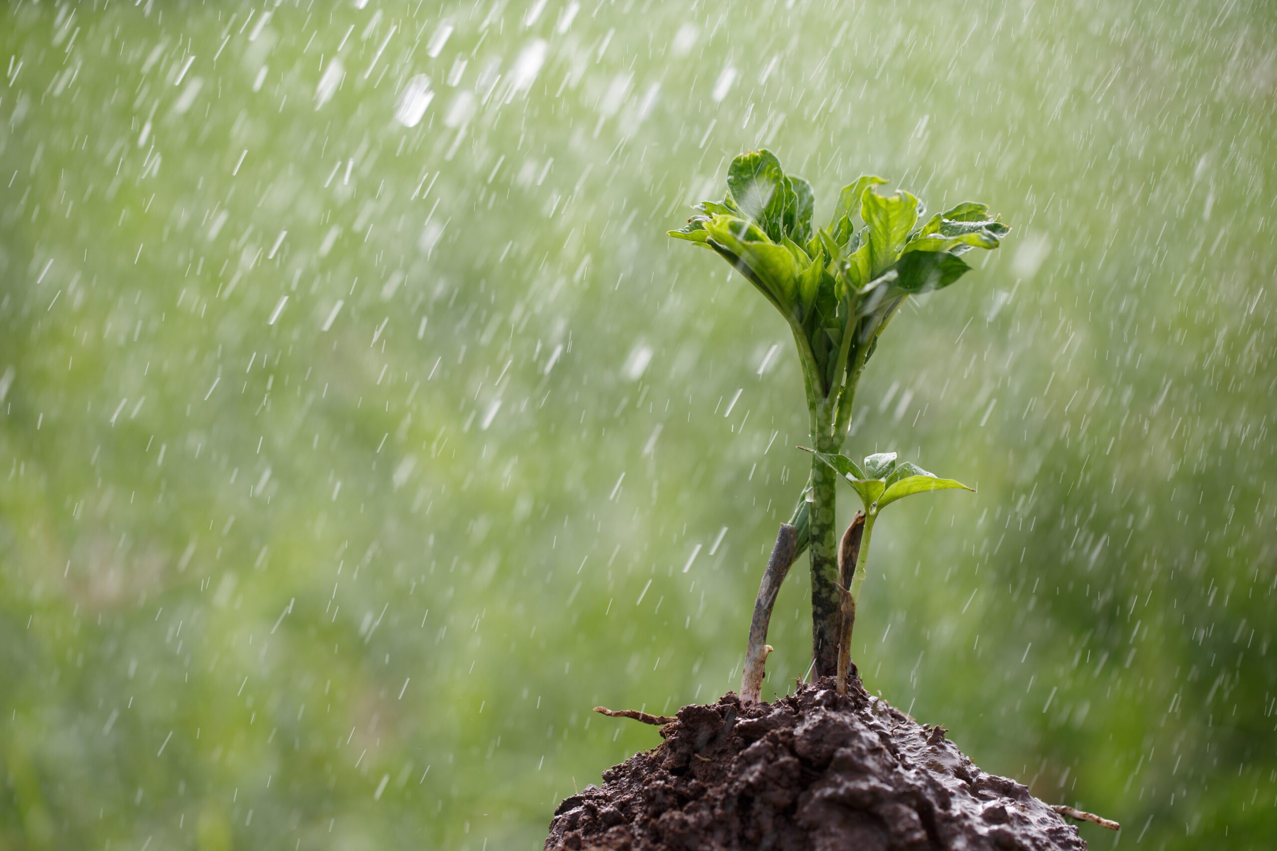 Bioswales 101: A Beginner's Guide+ 15 Bioswale Benefits - Engineering ...